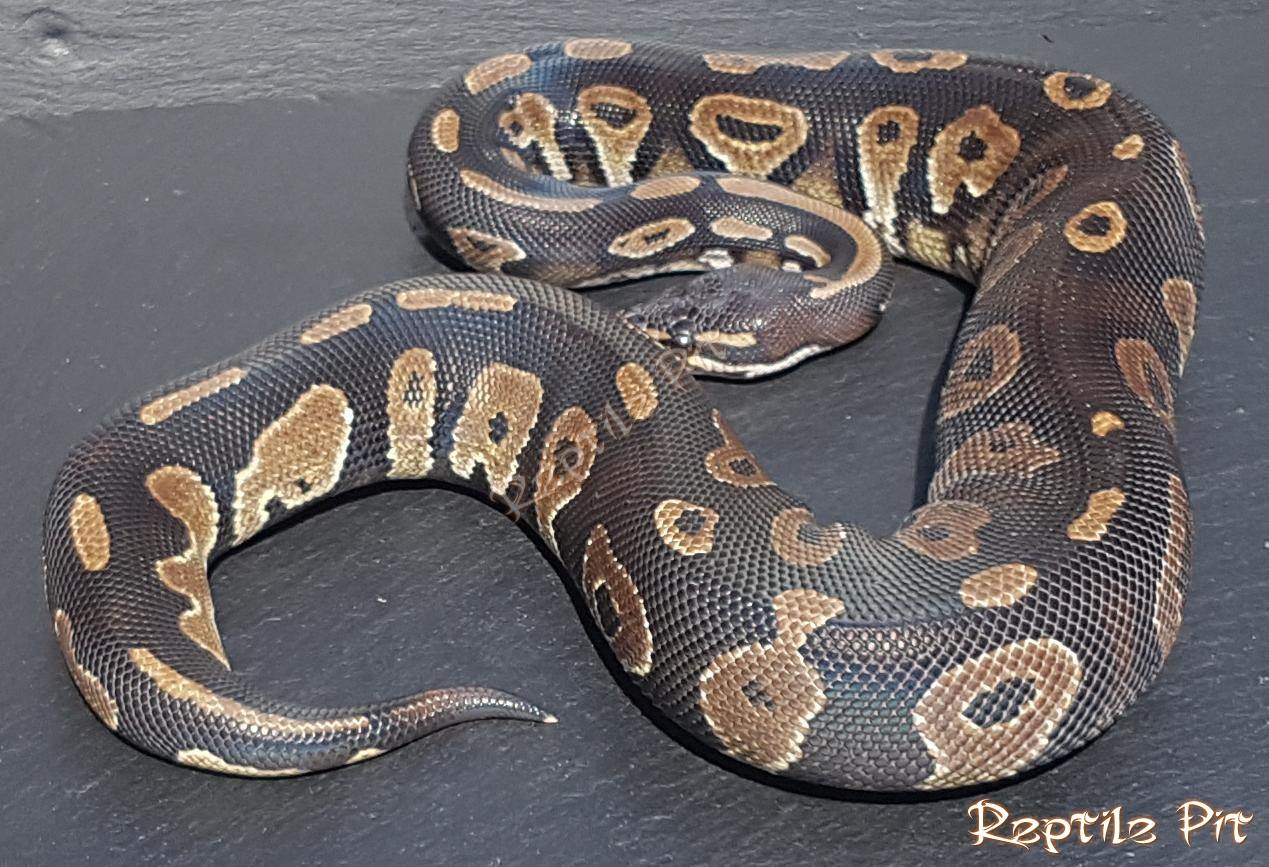 Blackhead ph Pied Red and Ringer gene male