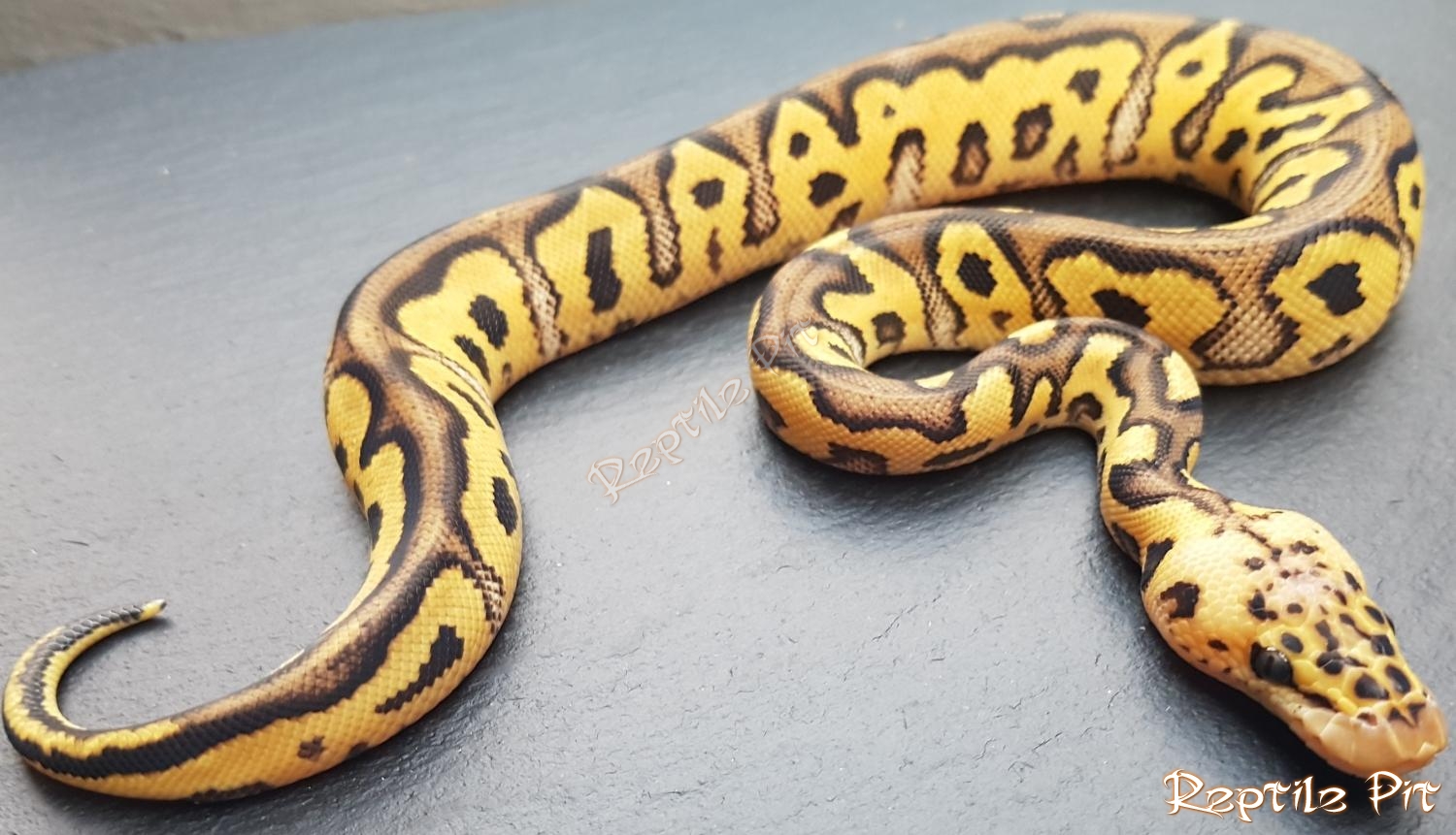 GHI Pastel Clown male