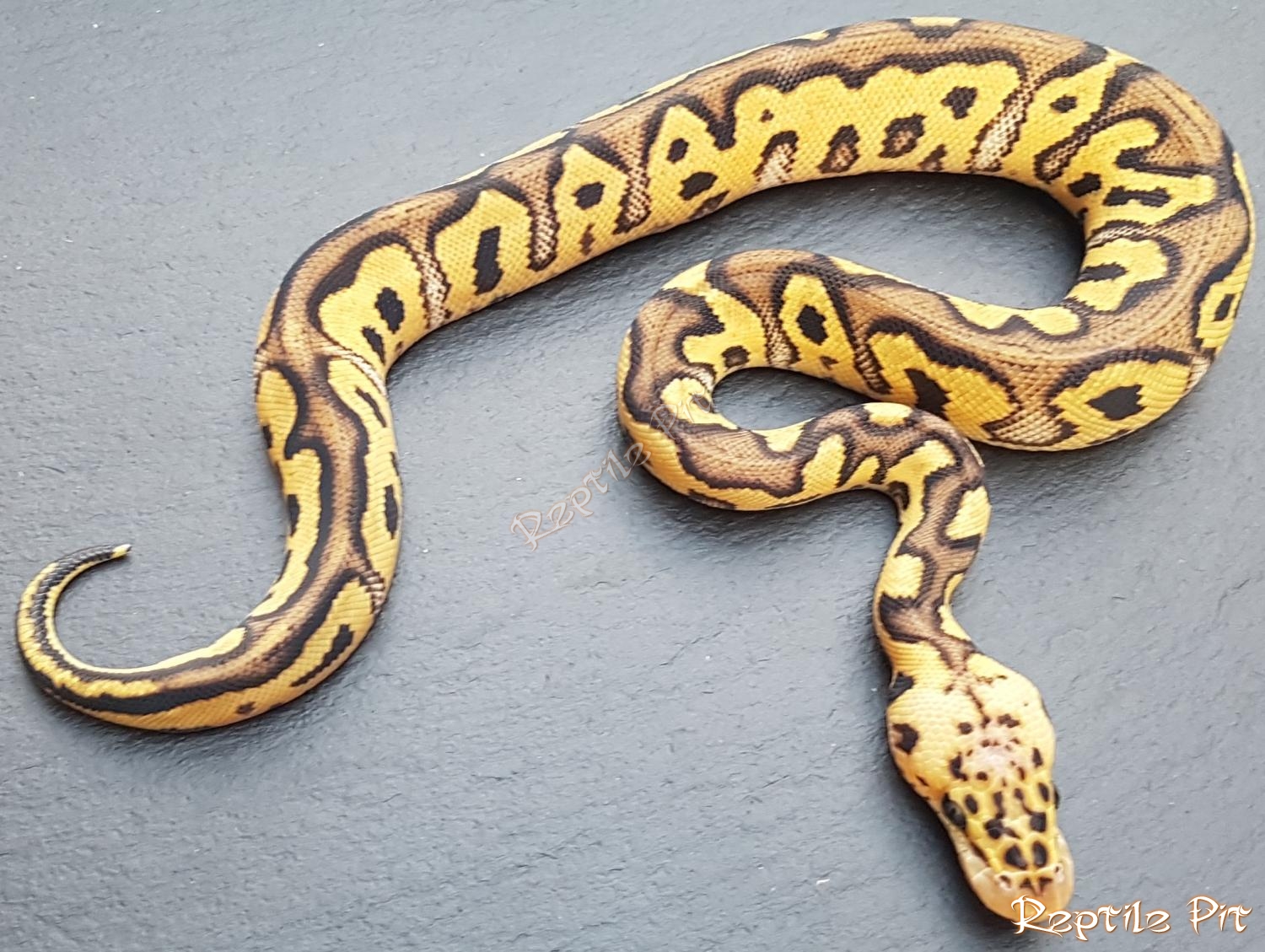 GHI Pastel Clown male
