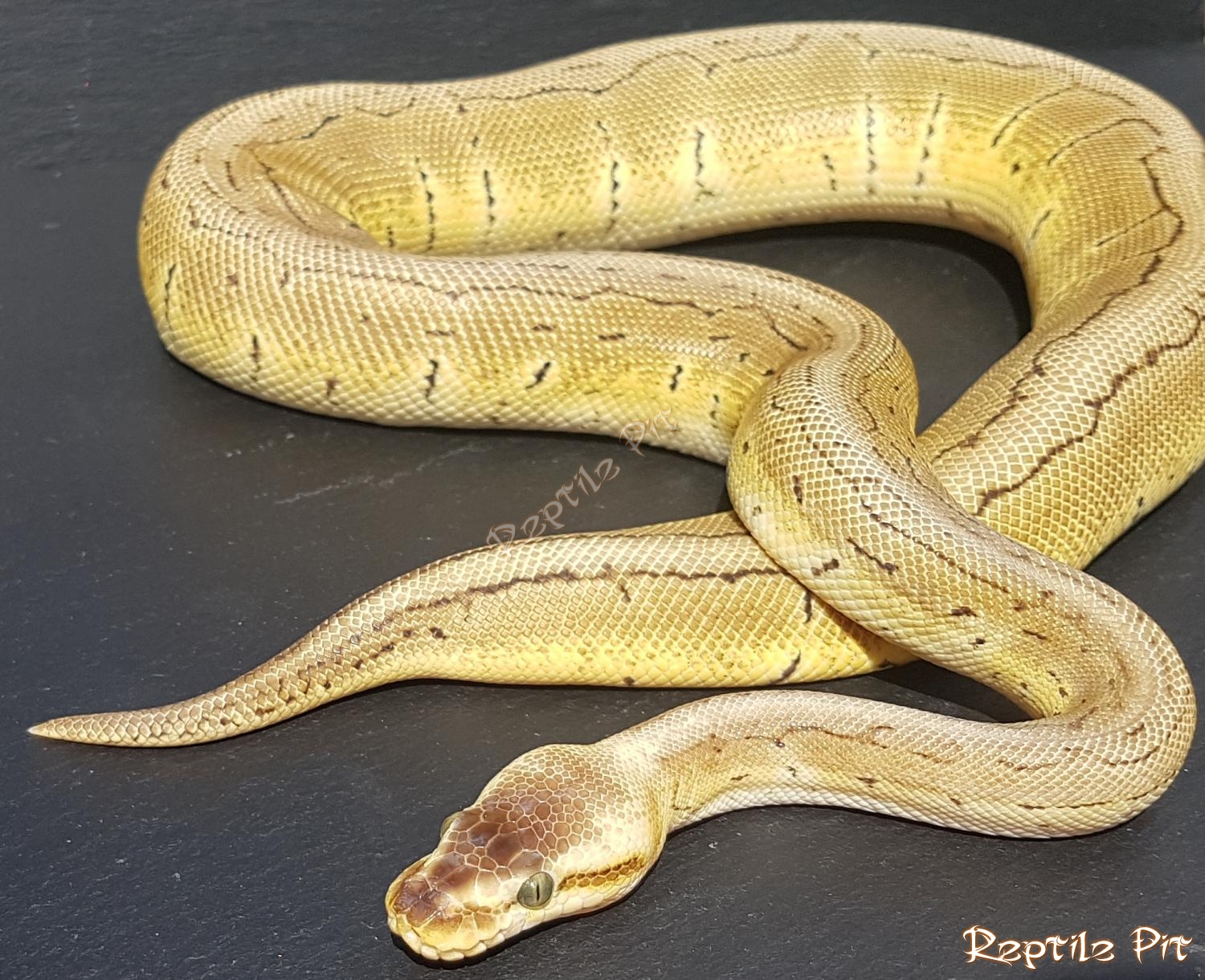 Lemonblast DH Snow (VPI Axanthic Albino) female