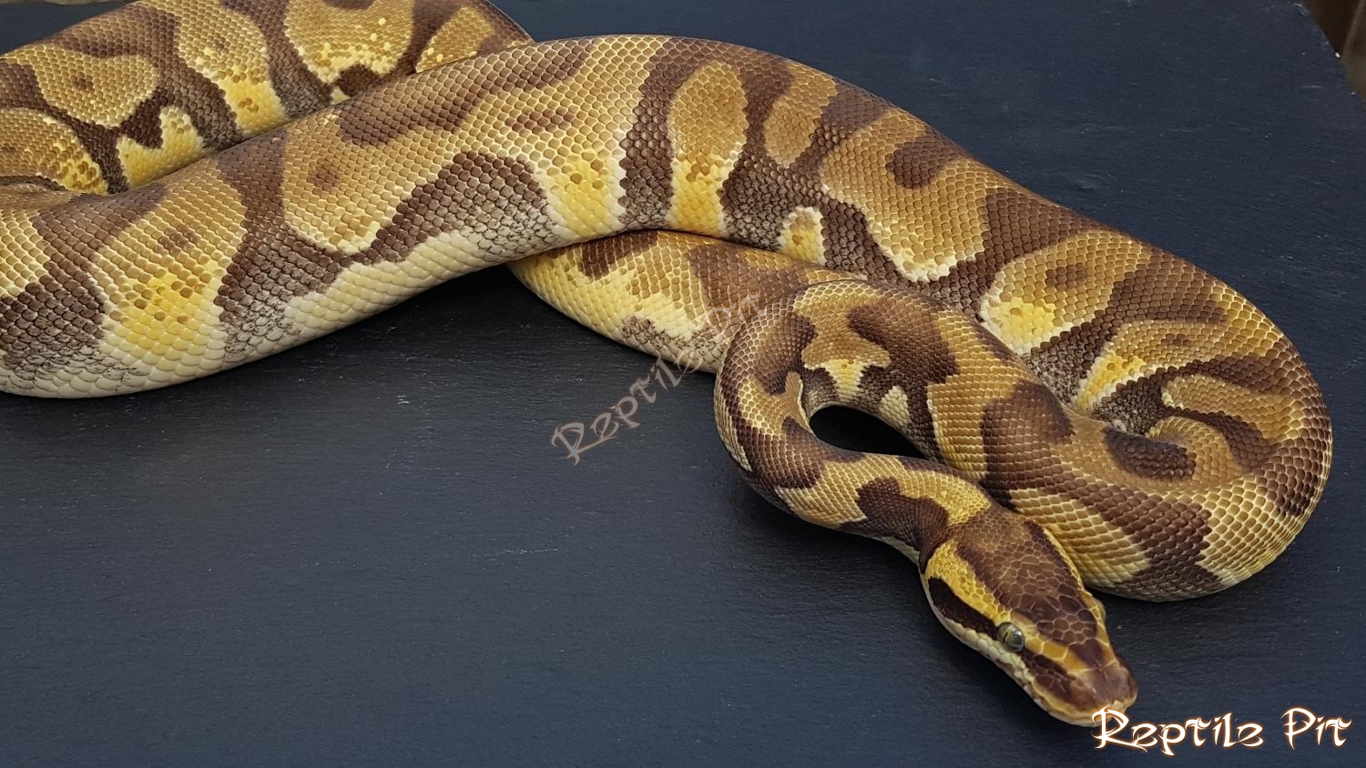 Phantom Pastel Enchi (Lars Line) Daddy male