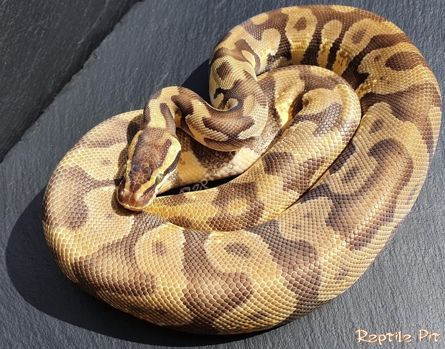 Phantom Pastel Enchi (Lars Line) Daddy male