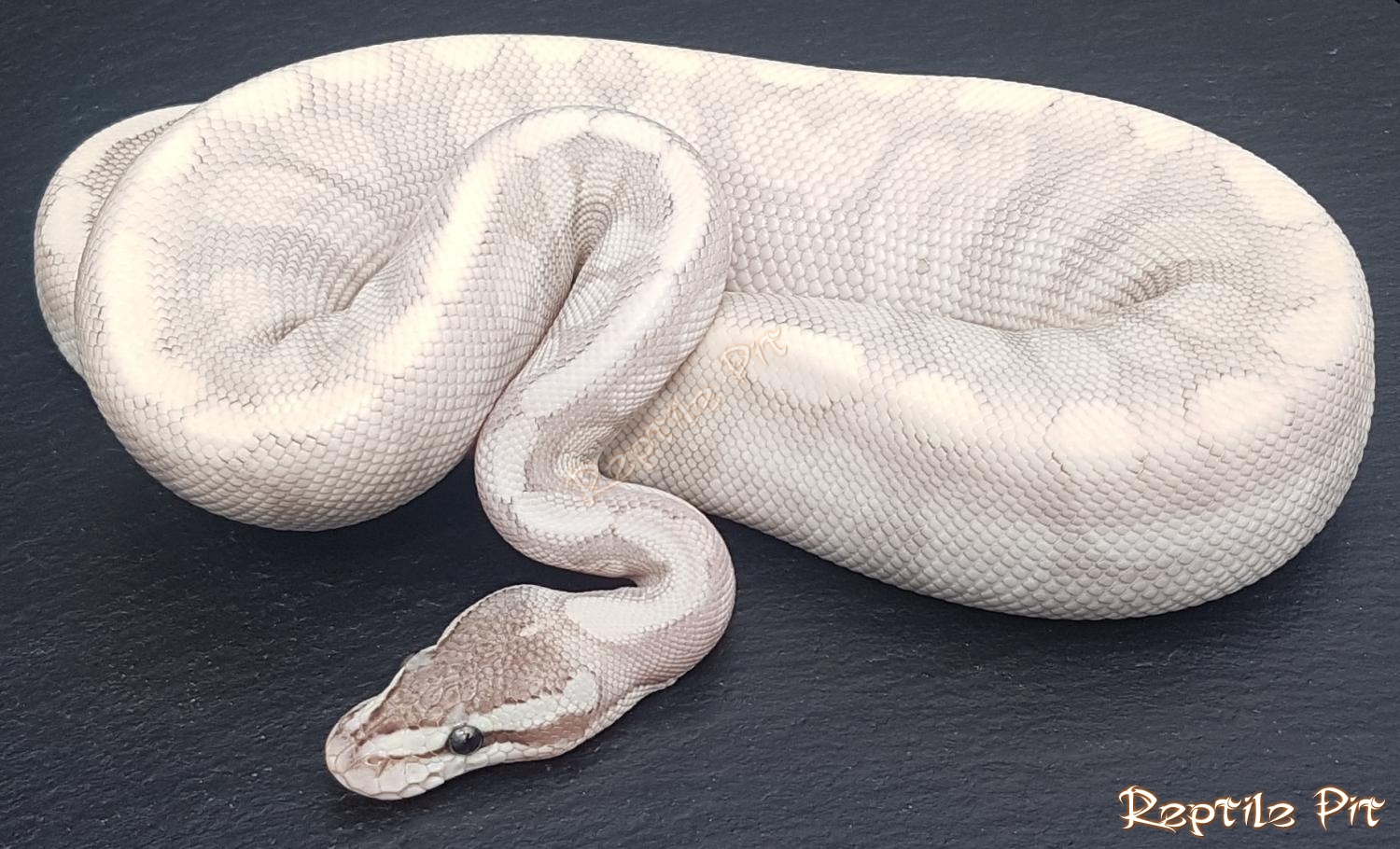 Super Phantom GHI Spider male