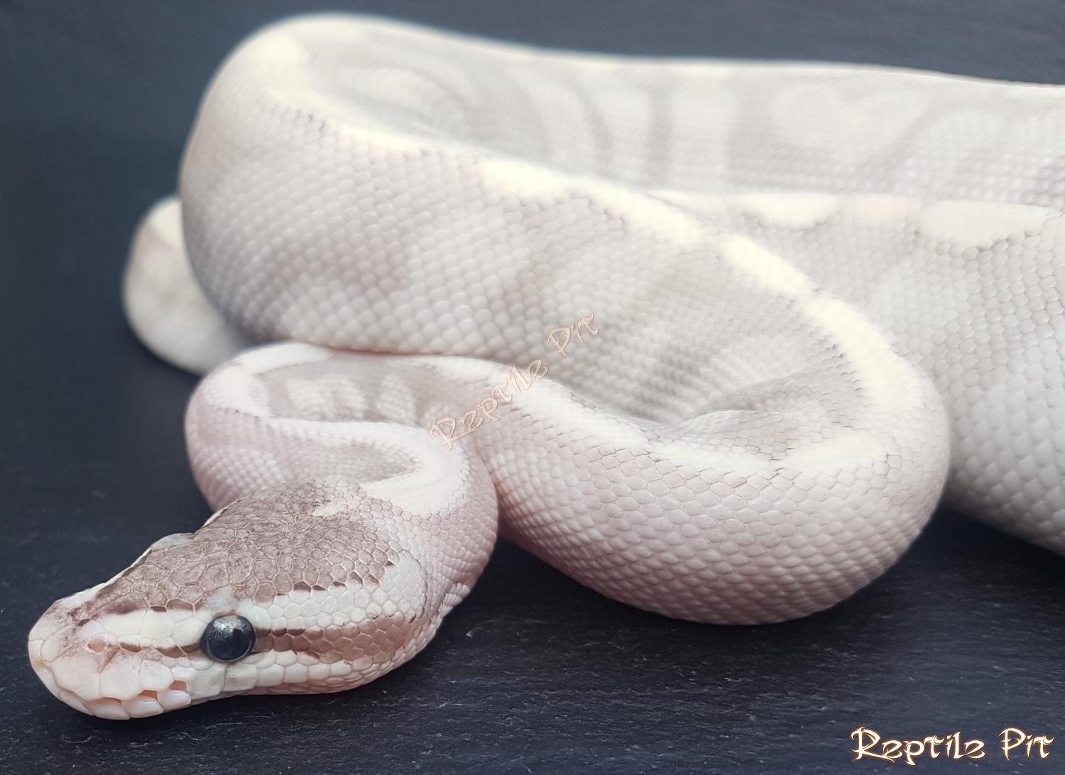 Super Phantom GHI Spider male