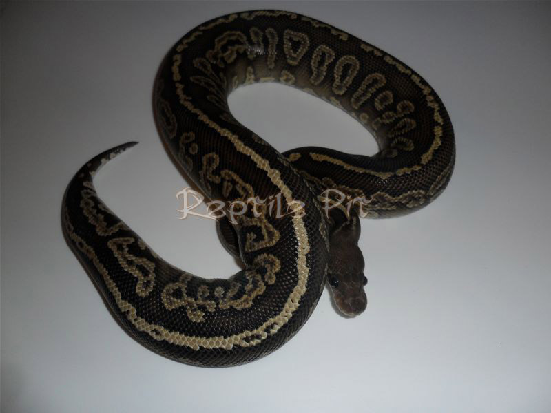 CINNAMON HET RED AXANTHIC BALLPYTHON