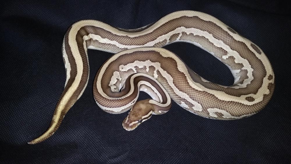 Lesser Leopard ph Piebald BALLPYTHON