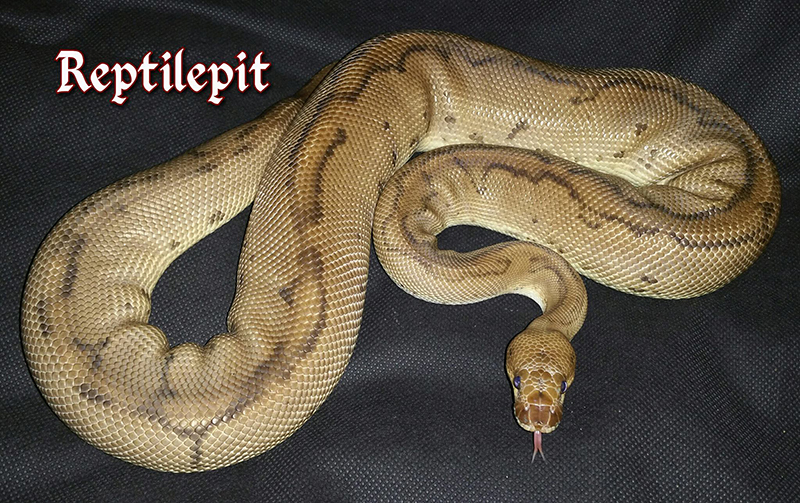 Motley Clown Ballpython