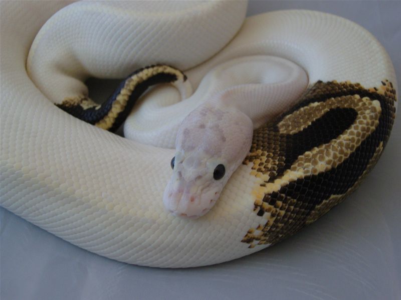 PARADOX IVORY BALLPYTHON