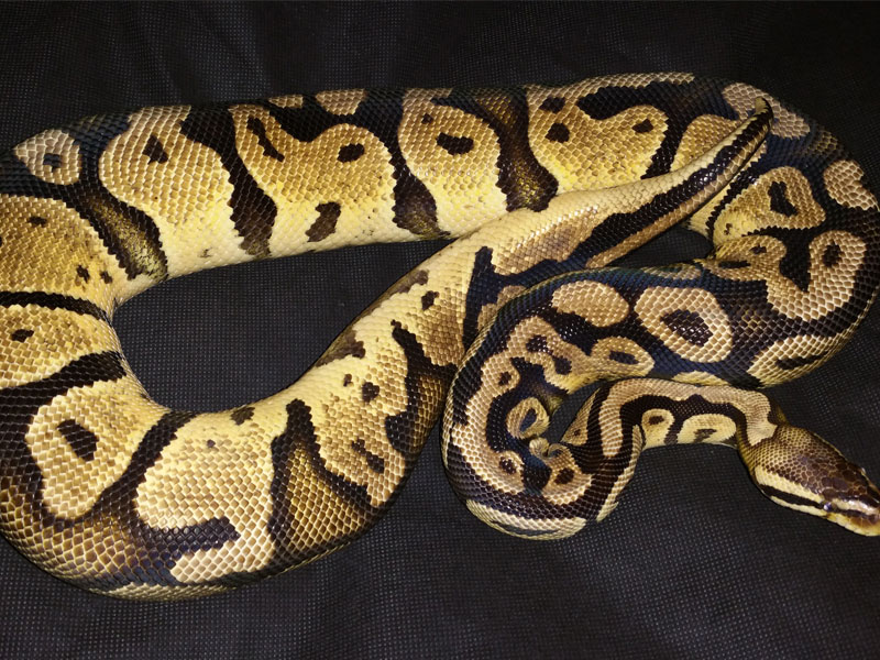 Pastel Het Desert Ghost Ballpython