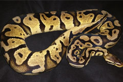Pastel Het Desert Ghost Ballpython