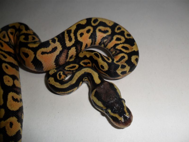 PASTEL YELLOWBELLY BALLPYTHON