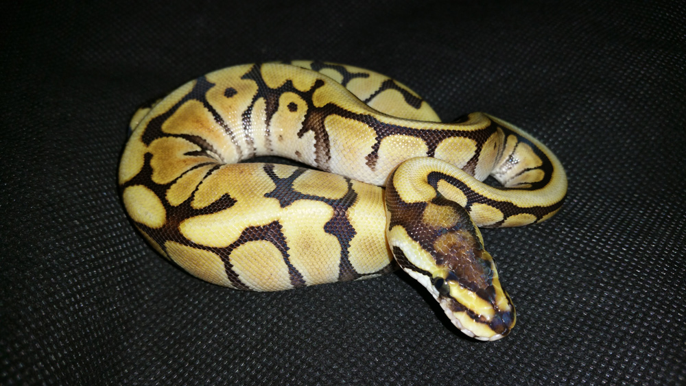 Phantom Spider Goblin BALLPYTHON
