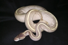 Purple Passion BALLPYTHON
