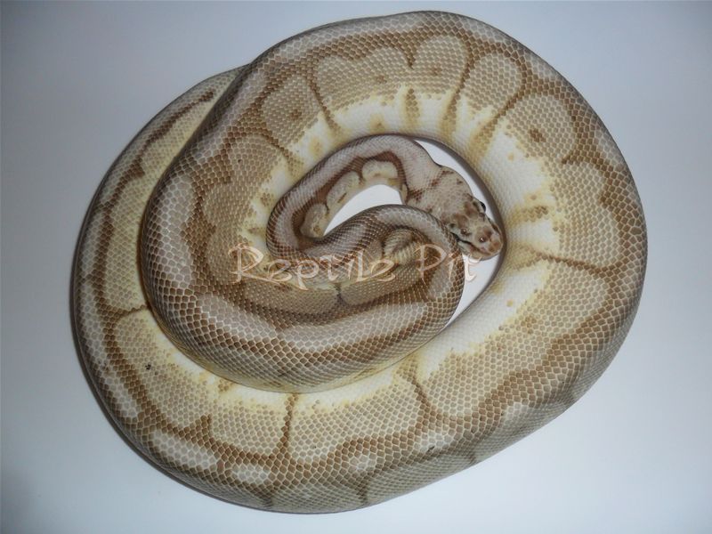 Lesser Bee Ball Python