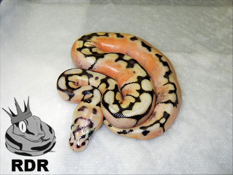 SHATTER BUMBLE BEE BALLPYTHON