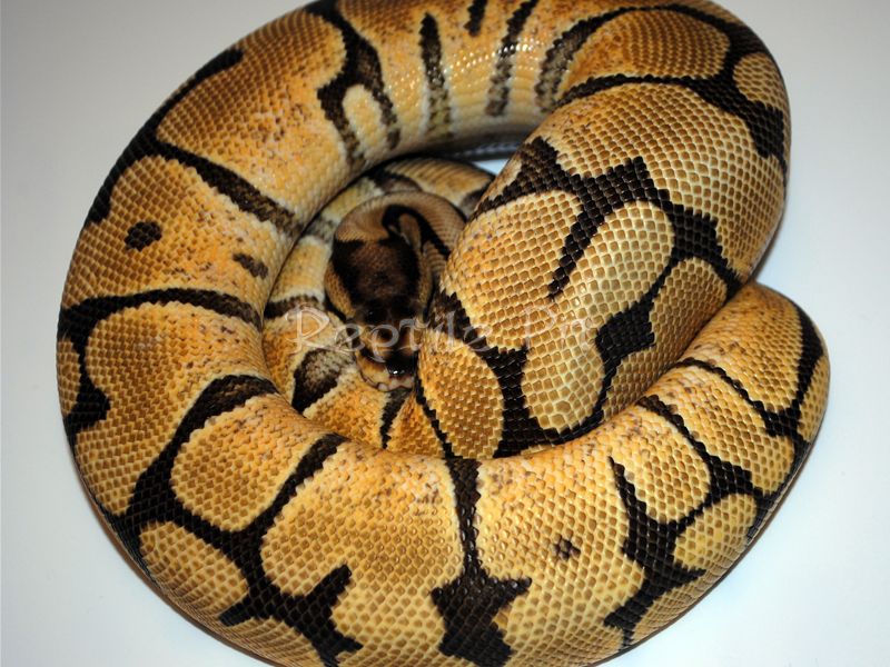 SPIDER PHANTOM YELLOWBELLY BALLPYTHON