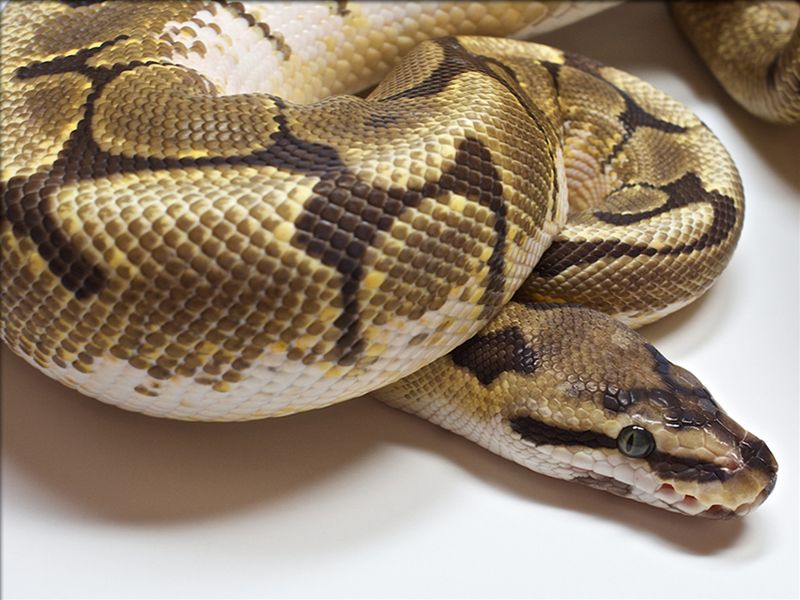 STINGER HET DADDY BALLPYTHON