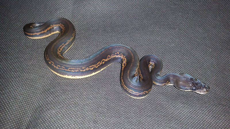 Super Blackhead Leopard Het Red Axanthic Red and Ringer Gene PH Piebald ...