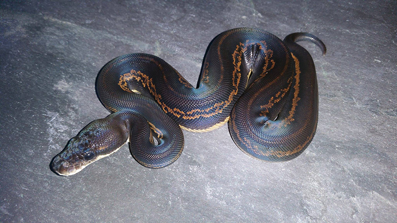 Super Blackhead Leopard Het Red Axanthic Red and Ringer Gene PH Piebald ...