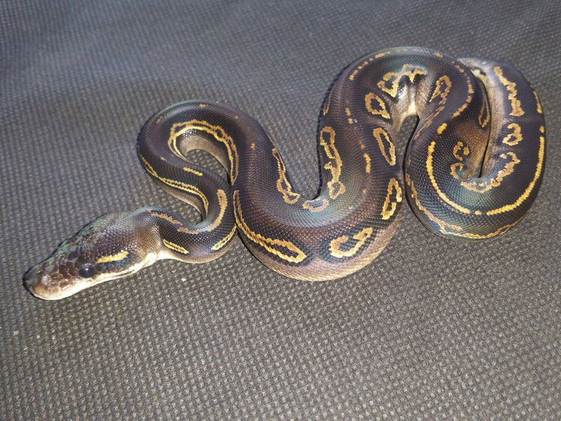 Super Blackhead Leopard Poss Het Piebald Red and Ringer Gene Ballpython