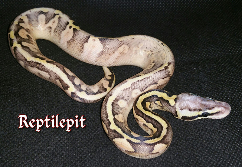 Sugar Pastel Ball Python