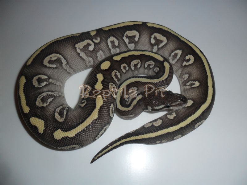 SUPER PHANTOM BALLPYTHON