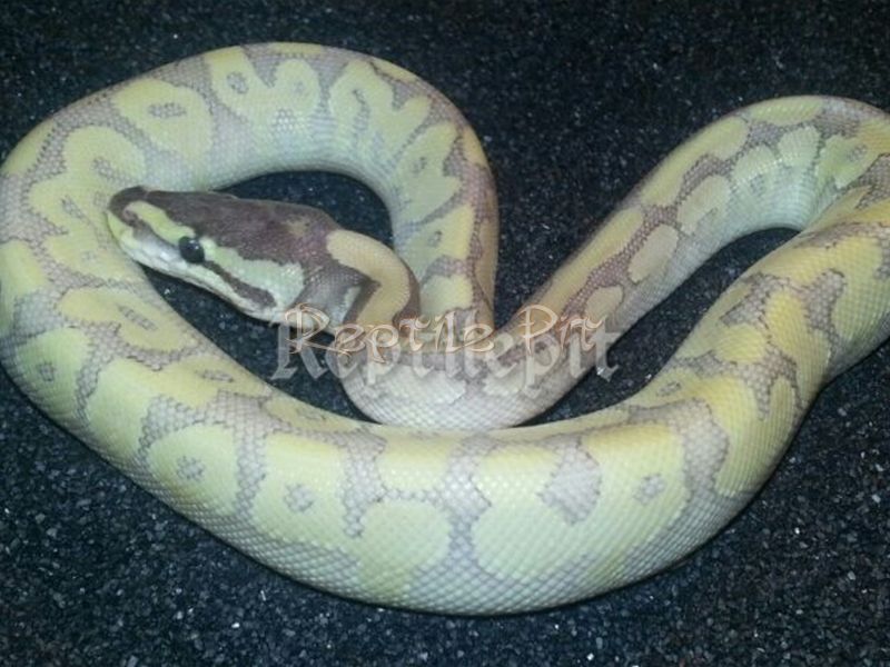 SUPER PHANTOM SPIDER GOBLIN BALLPYTHON