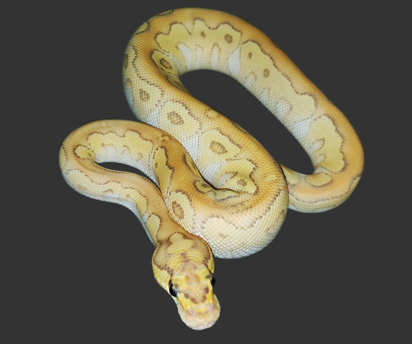 Clown Special - Reptilepit